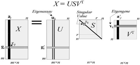 Graphical Representation Of Svd Of Matrix “x” Download Scientific