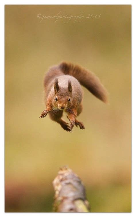 Jumping Red Squirrel By Jason Wood On 500px