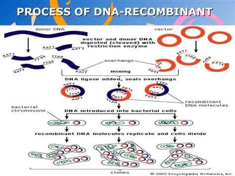 Bio Informatics Ppt Free Download