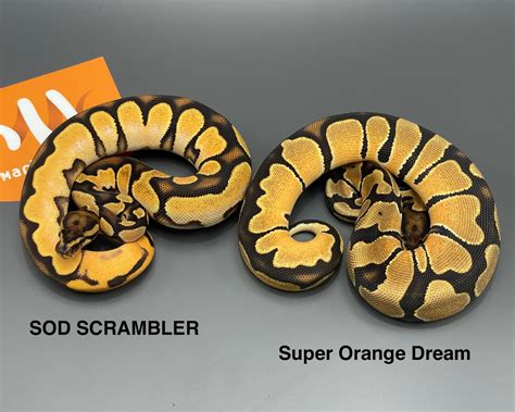 Scrambler Ball Python Traits Morphpedia