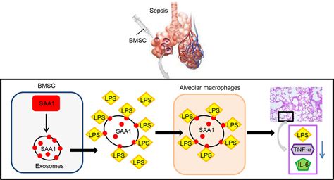 Sepsis Cascade Diagram