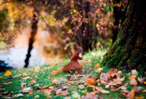 Autumn Bokeh Cute Squirrel In Fall Forest Hd Wallpaper