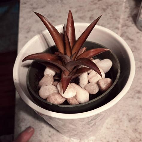 Copper Leaf Plant Acalypha Wilkesiana Live Plant Same Day Shipping And Free Shipping No Shipping