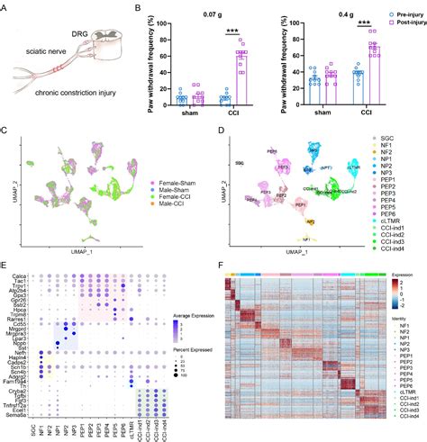 Scrna Sequencing Reveals Subtype Specific Transcriptomic Perturbations