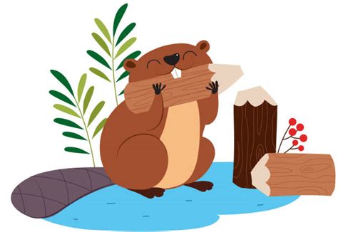 Beaver Chewing Stock Vectors Istock