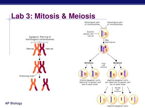 Ppt Lab 3 Mitosis And Meiosis Powerpoint Presentation Free Download Id 4314496