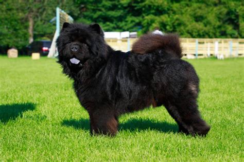Chow Chow Negro Banco De Fotos E Imágenes De Stock Istock