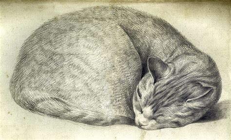 Sleeping Cat Poster Print Apple Collection Vintage Posterazzi