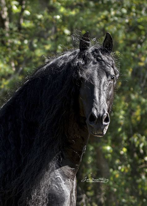 Bene 476 2025 Fhana Fall Festival Sponsorships