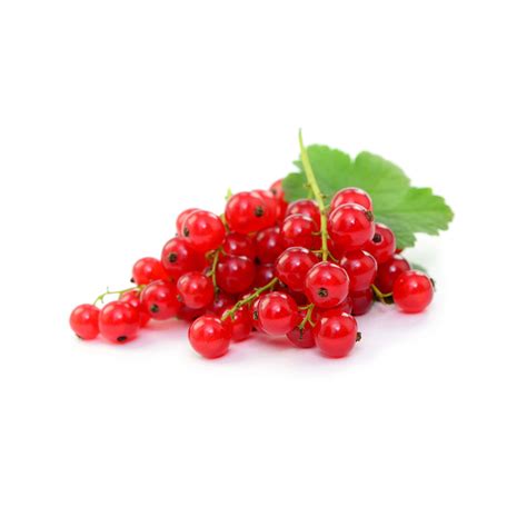 Red Currant Fruit