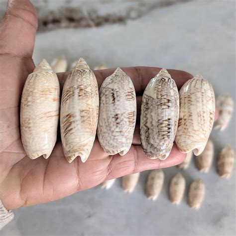 Lettered Olive Shells 30 Hand Picked Beach Shells Etsy