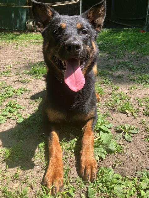 Ace Adopteren Uit Dierenasiel Het Blauwe Kruis Van De Kust Adopteereendier Be