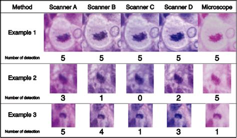 Examples Of Ground Truth In Mitotic Cell Imaging Three Examples Of