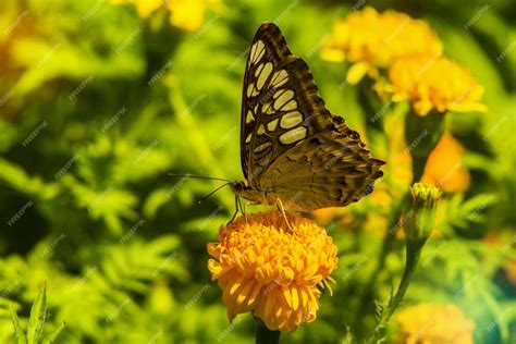 Premium Photo Close Up Of Butterfly Pollinating On Yellow Flower