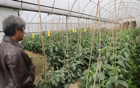 From Conventional Farming To Becoming Gap Certified Herald Express