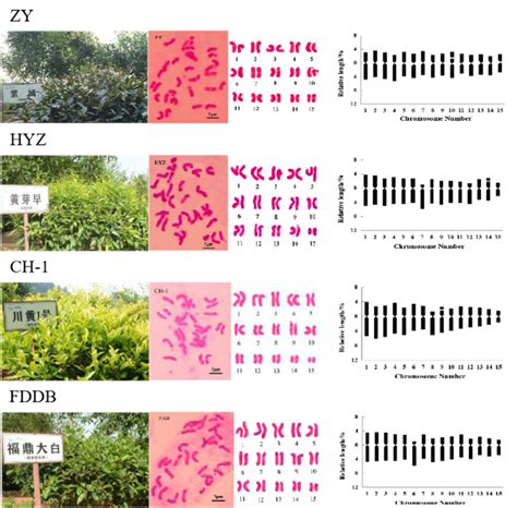 Phenotypes Metaphase Chromosomes Karyotype And The Chromosome Download Scientific Diagram
