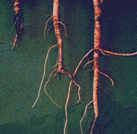 Root Rot After Heavy Rainfall Tree Surgeons Of Austin