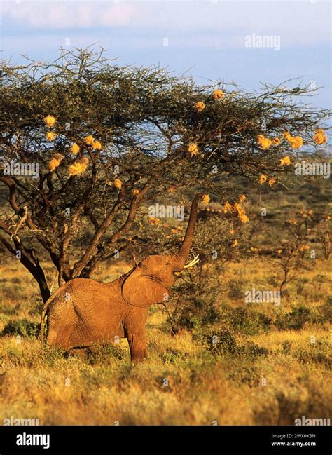African Elephants Eating Weaver Nest From An Acacia Tree Samburu National Park Kenya Stock
