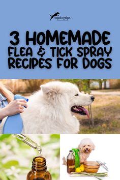 How to Make Homemade Flea Spray for Dogs | Flea spray for dogs, Flea ...