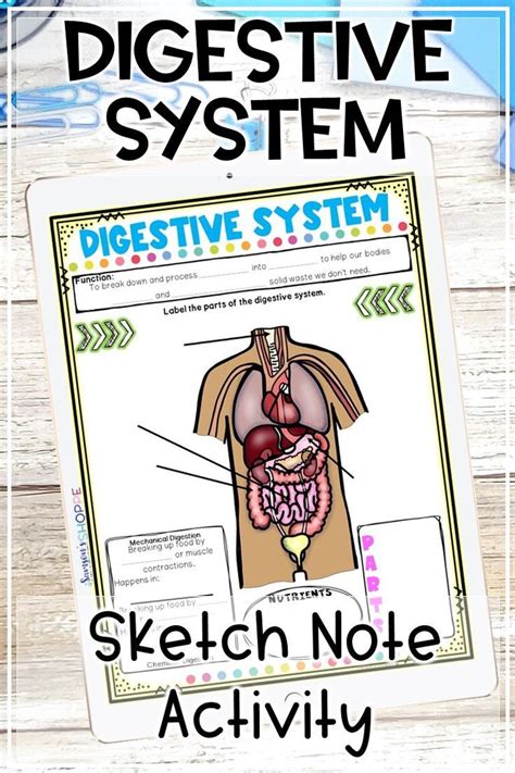 Digestive System Digital Distance Home Teaching Remote Learning Review