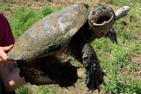 Biologists Find Giant Snapping Turtle Name Him ‘snappy Pants Elliot
