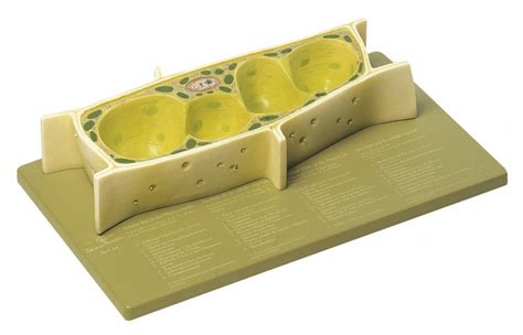 Plant Cell Bos 16 · Botany Models Somso®
