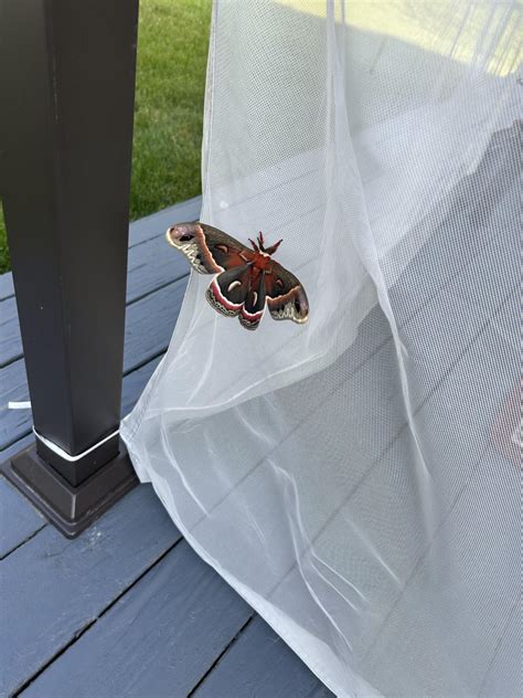 Butterfly Stuck In My Gazebo Any Tips To Free Him R Insects