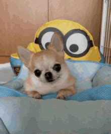 Chihuahua Angry  Chihuahua Angry Triggered Découvrir Et Partager