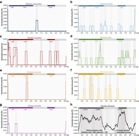 sliding window analysis of mitogenomes for the nucleotide diversity