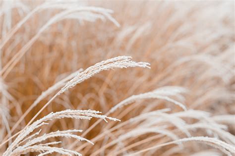 부드러운 식물 코르타데리아 셀로나의 추상적 인 자연 배경 흐릿한 보케 드라이 갈대 보헤미안 스타일의 서리가 내린 팜파스 잔디 첫 번째 얼음의 패턴 지구 관찰 0명에 대한