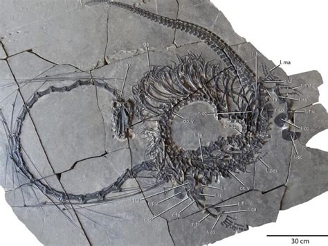 ‘sue A 444 Million Year Old Fossil Reveals Stunning Soft Tissue Preservation Archaeology ‘sue A 444 Million Year Old Fossil Reveals Stunning Soft Tissue Preservation Archaeology