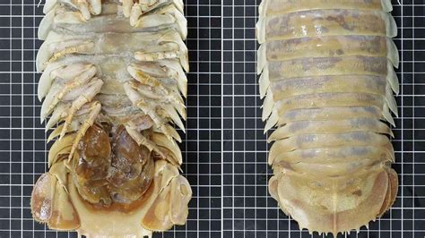 Recently Discovered Sea Bugs Can Grow Up To 1 5 Feet Eat Entire Alligator Corpse Fox Weather