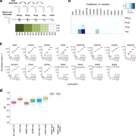 The Primer Barcode Assembly Method For Targeted Amplification By Pcr A Download Scientific