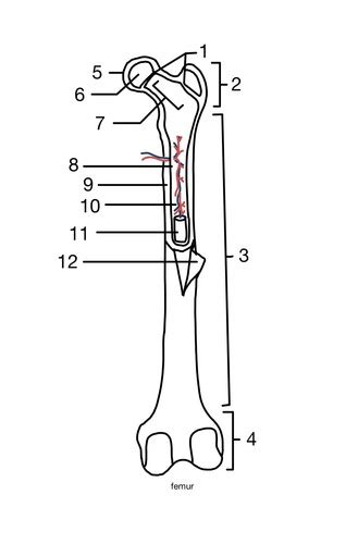 Anatomy Chapter 7 Skeletal System 7 1 7 5 Flashcards Quizlet