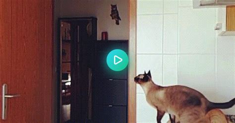 A Purrfectly Executed Leap  On Imgur