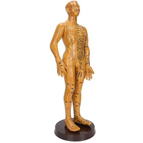 Female Male Human Body Acupuncture Model Copper Color Meridians Acupuncture Point Model Male