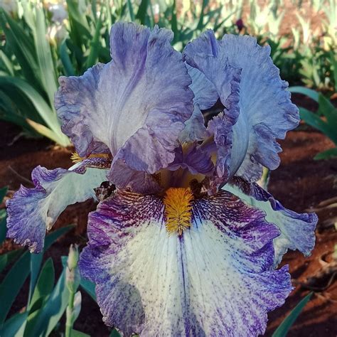 Bearded Iris Silver Stitch 3 Rhizomes The Diggers Club