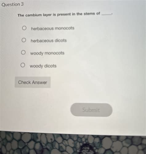 Solved Question 3the Cambium Layer Is Present In The Stems