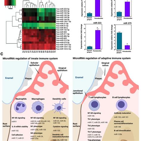 Mirna Plays A Role In The Periodontal Tissue Regeneration Process A