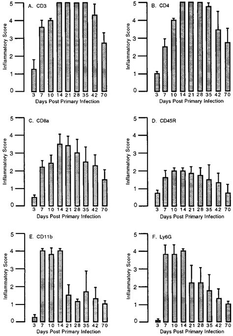 Characterization Of The Local Cellular Inflammatory Response Following Download Scientific