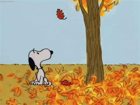 Fall Leaf S The Best  Collections Are On Sec