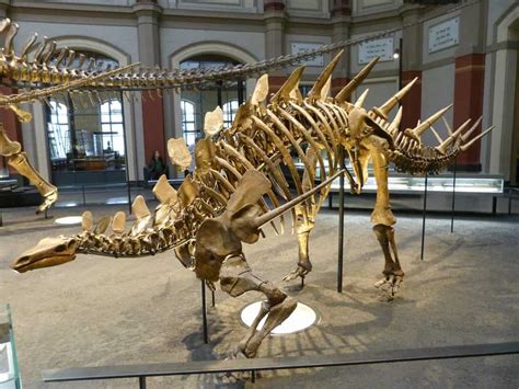 Kentrosaurus Skeleton