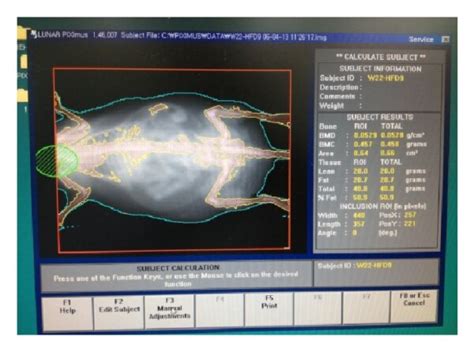 DEXA Scan Images For Mice In The HFD Induced Obesity Group A Normal Download Scientific