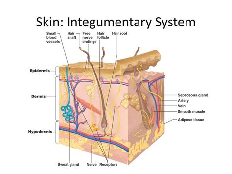 Unraveling The Secrets Of Chapter 4 Integumentary System Worksheet Answers