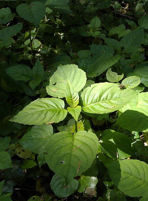 Tree Cover And Shade Tolerance Shape Plant Species Distributions Ecography