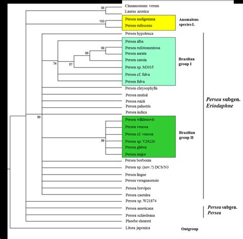 consensus tree of the trng trns bayesian inference analysis numbers