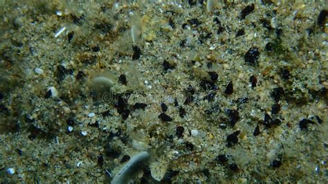 Sea Snails Or Mud Snails Cerithidea Sp Close Up Undersea Aegean Sea