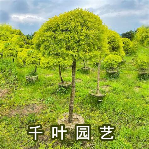 漳州基地可定制单杆棒棒糖造型树 黄金香柳