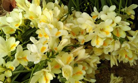 Freesia Hd Wallpapers