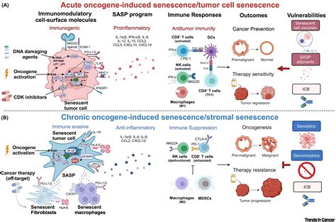 Cellular Senescence Offers Distinct Immunological Vulnerabilities In